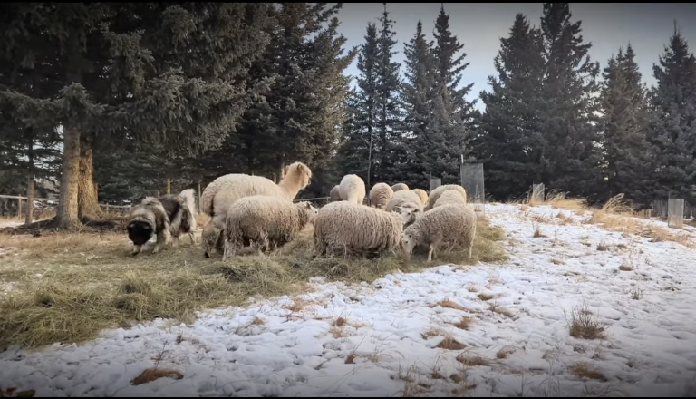 AMP Management: A Pod Case Study – Providence Lane Homestead