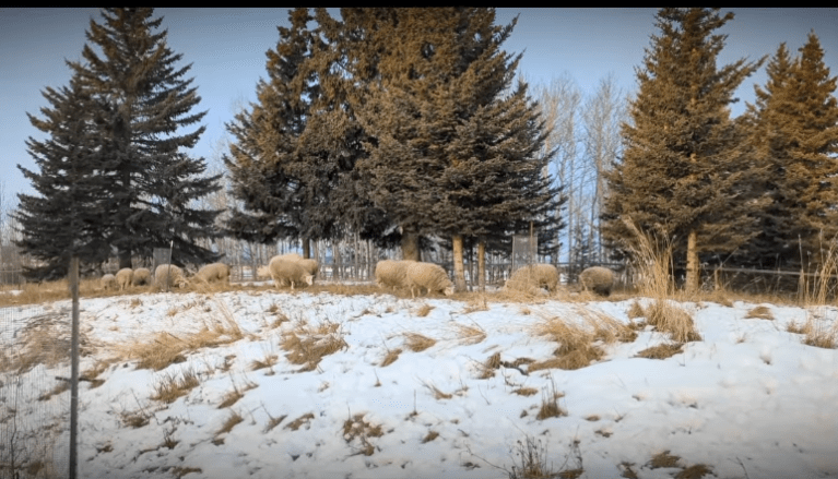 AMP Management: A Pod Case Study – Providence Lane Homestead