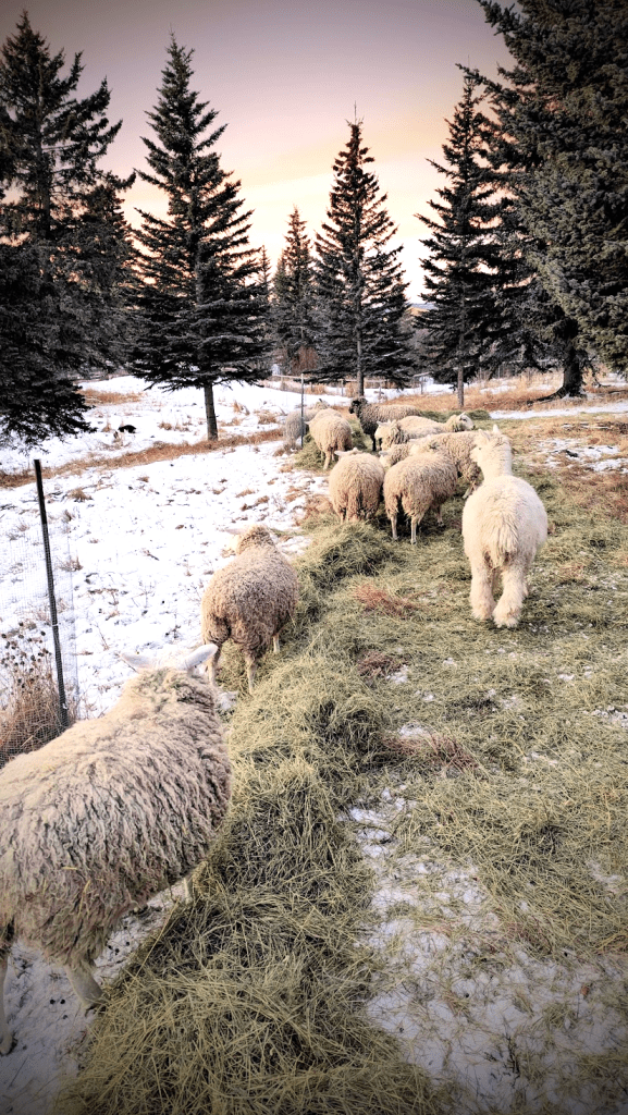 AMP Management: A Pod Case Study – Providence Lane Homestead